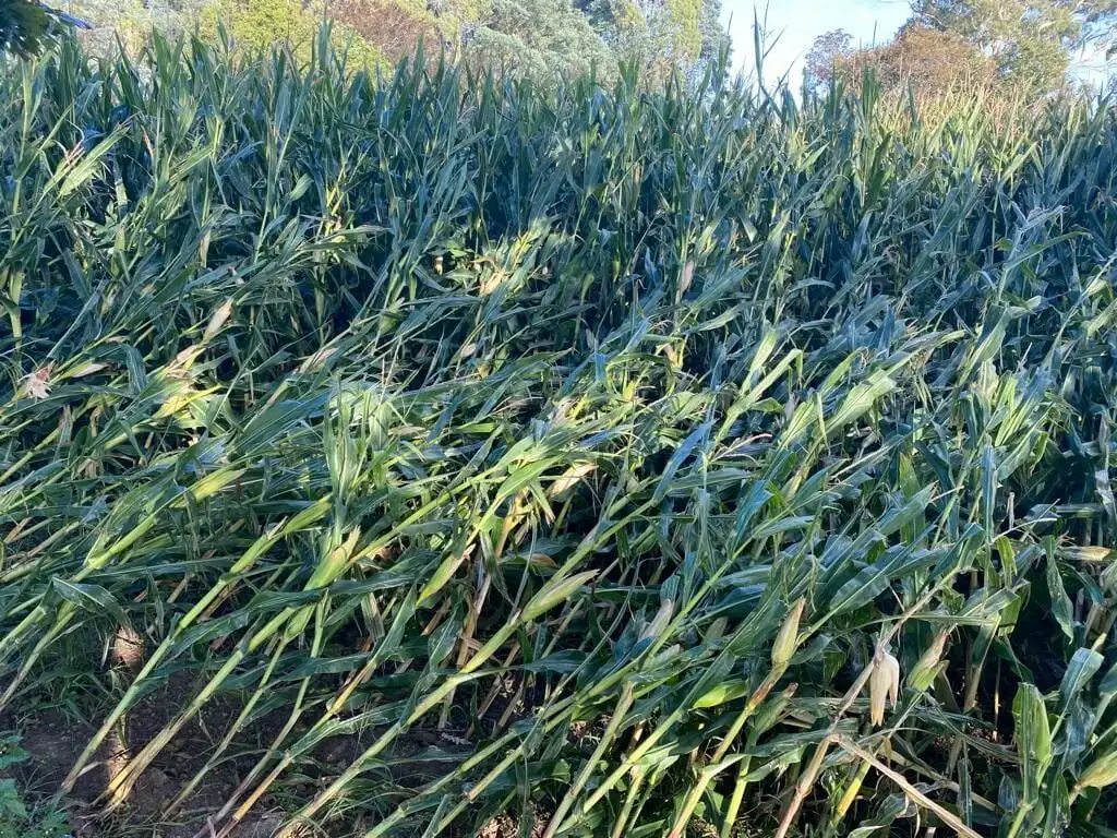 Managing Storm Damaged Maize Crops | Nutritech