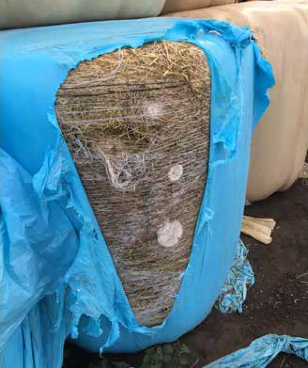 Don't feed spoilt silage! | Nutritech