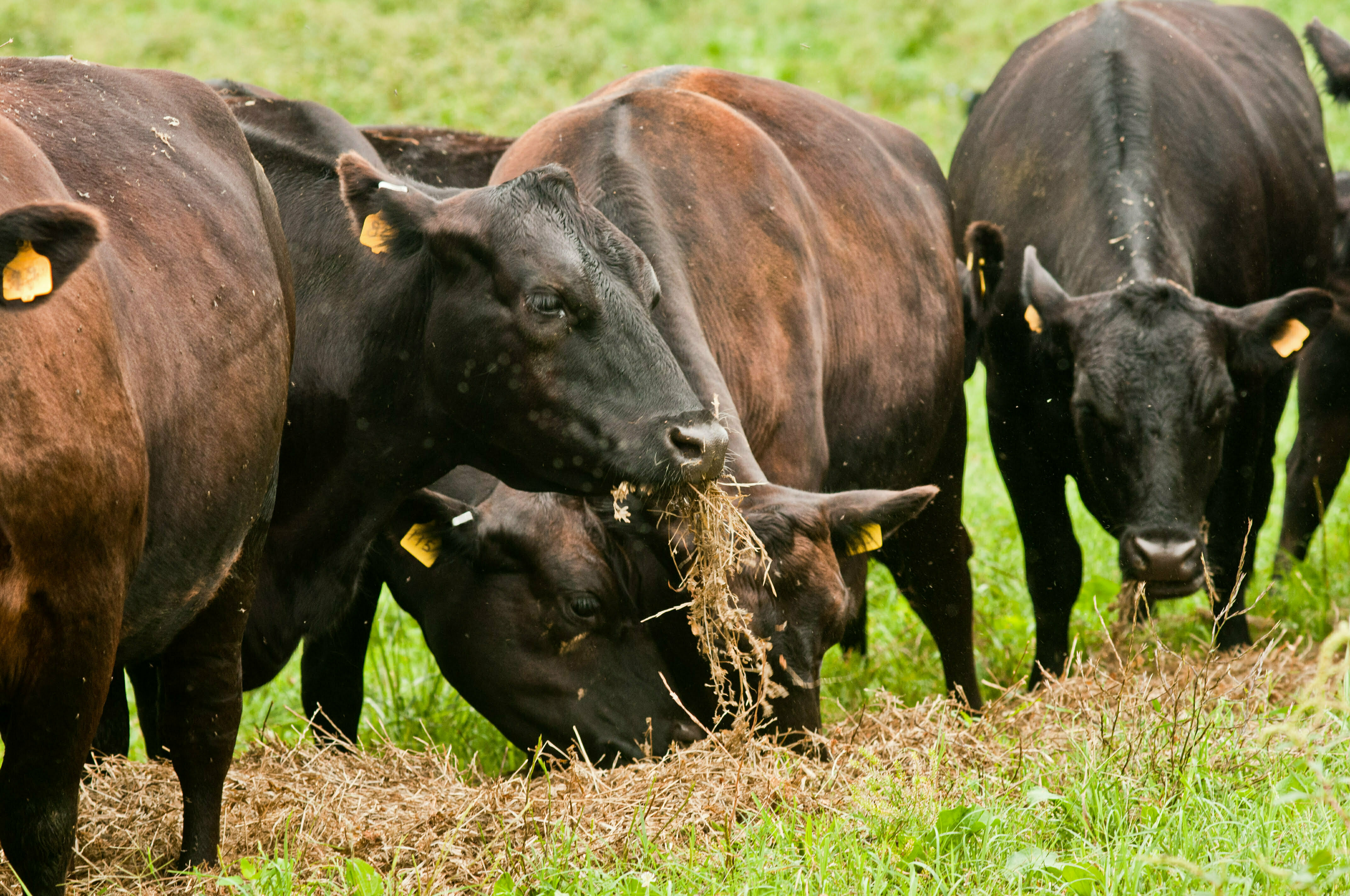 Making & Feeding Quality Forage – Return on Investment | Nutritech