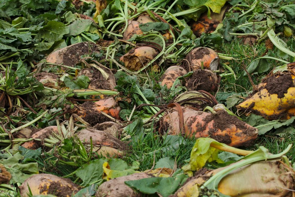 Feeding Fodder Beet - Nutritech