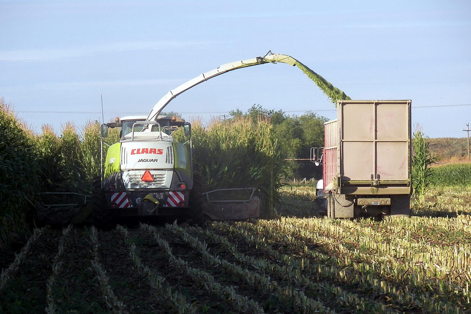 Silage Inoculants for Maize & Whole Crop Silages | Nutritech