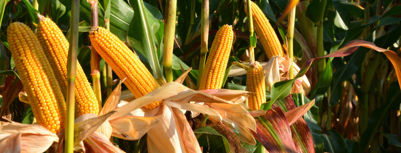 In the Media - Nutritech