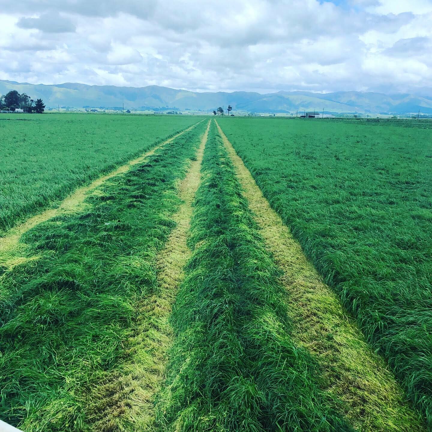 Why Does Grass Silage Need Inoculant Nutritech why-does-grass-silage-need-inoculant-nutritech