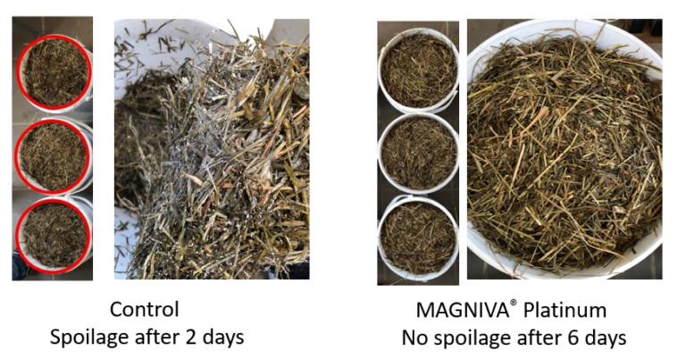 New technologies improve silage quality | Nutritech