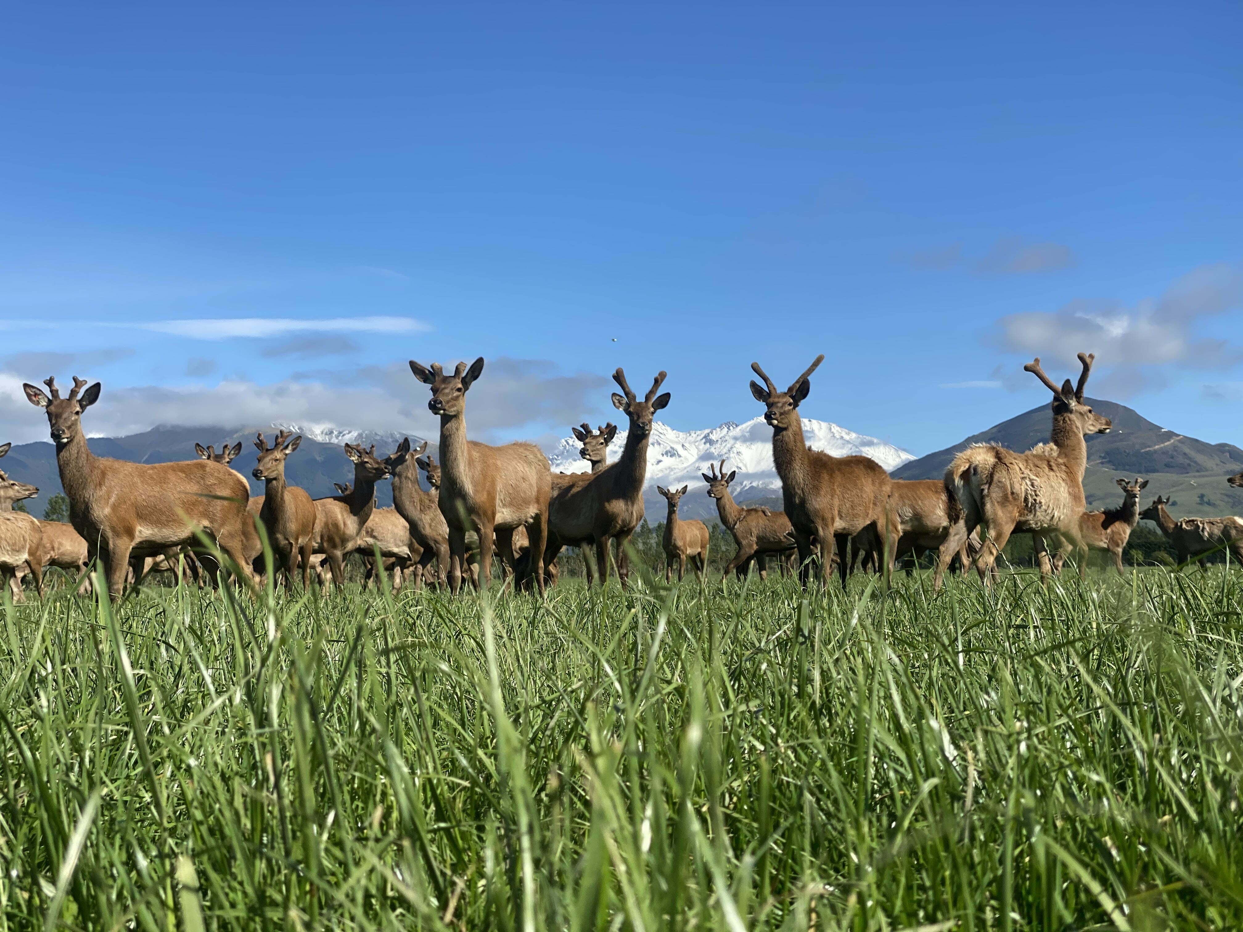 Canterbury Deer farmer Glen Whyte maximises profits with a few simple ...