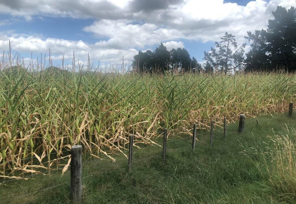 Harvesting Drought Stressed Maize | Nutritech