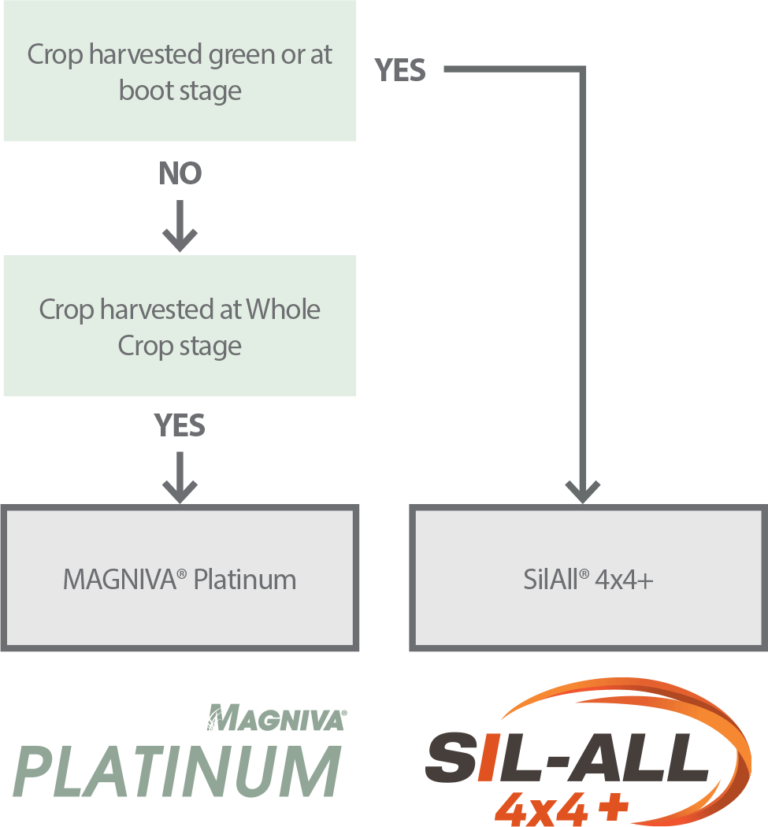 Making high-performance cereal silage | Nutritech