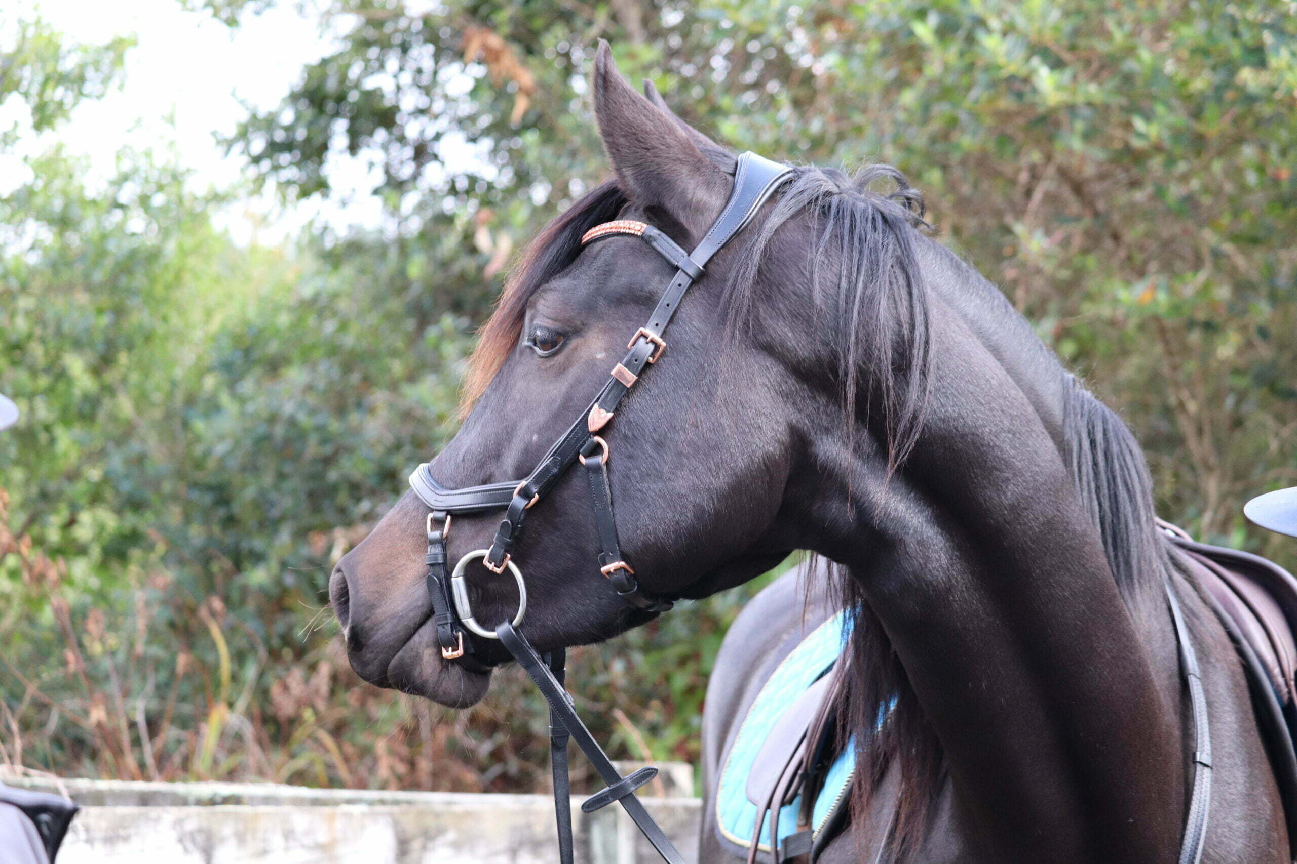 A scientific addition to equine diets | Nutritech