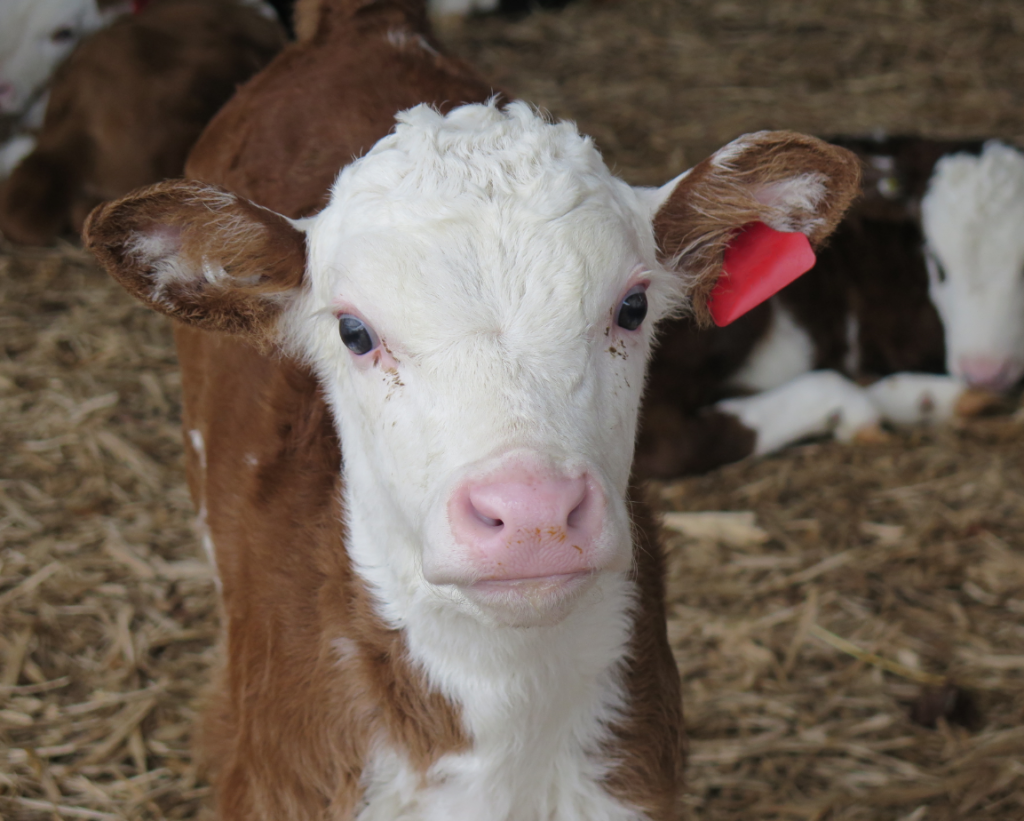 Rearing Autumn Calves | Nutritech