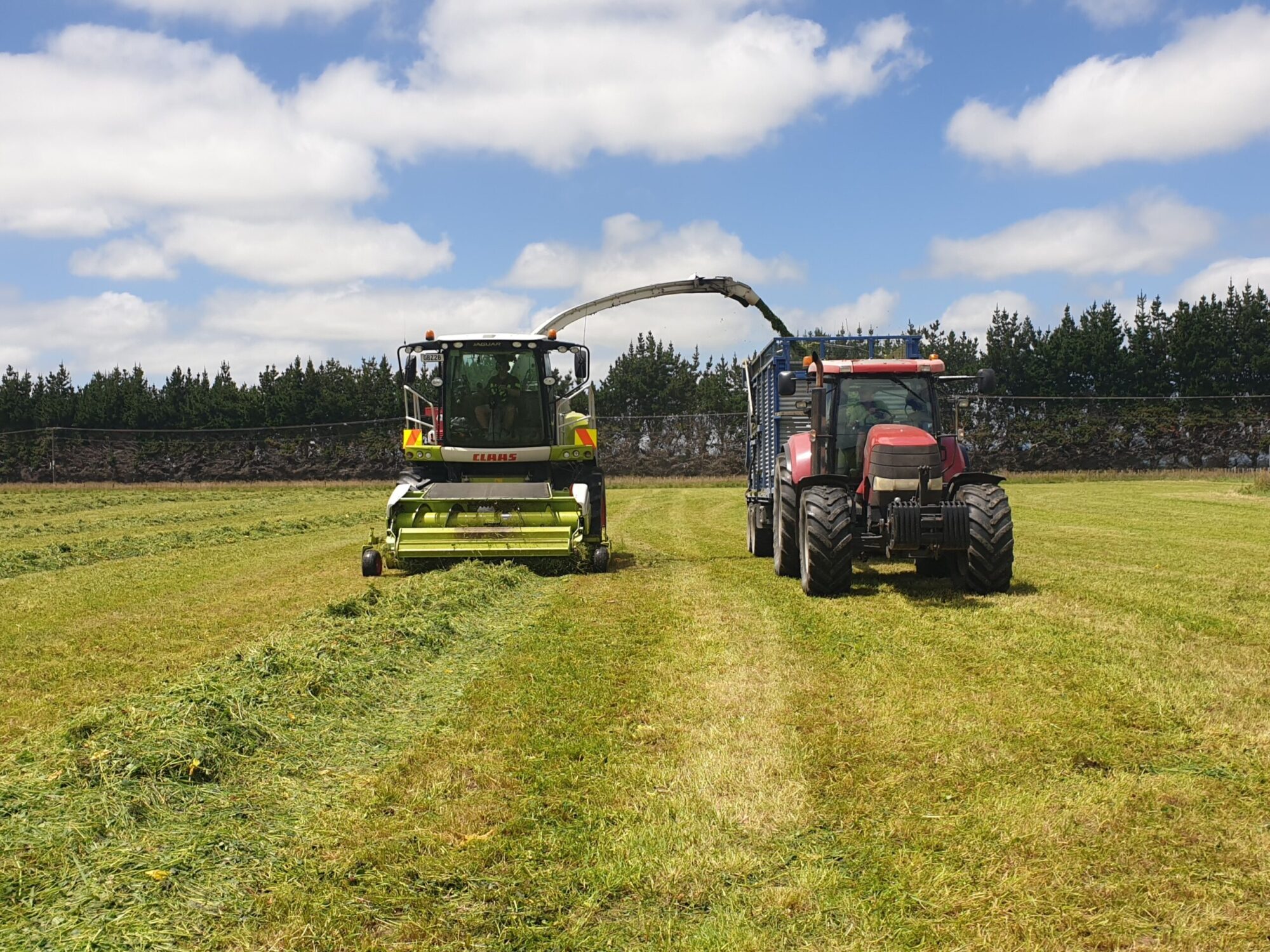 Silage Harvesting Rolling Through Silage Harvest
